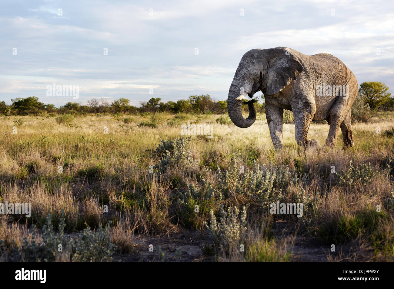 Large african elephant moving trough savanna in Etosha NP, Namibia ...