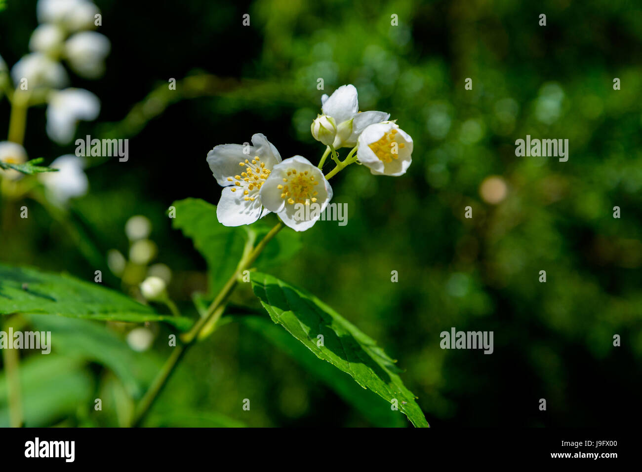 Jasmine flowers are photographed close-up Stock Photo - Alamy