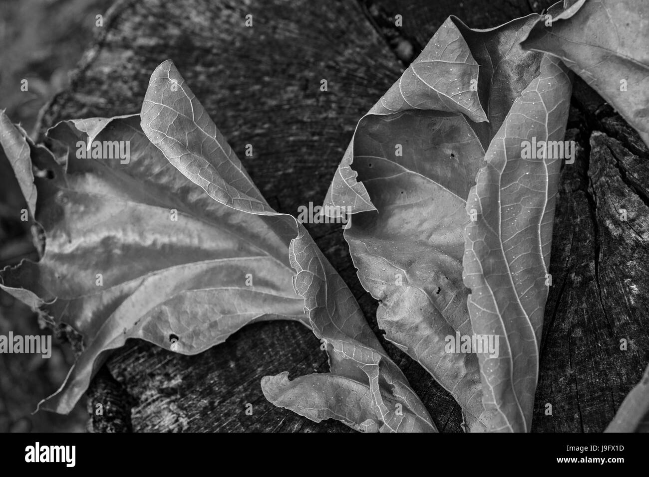 Dried up leaf cluster from an oak tree Stock Photo - Alamy