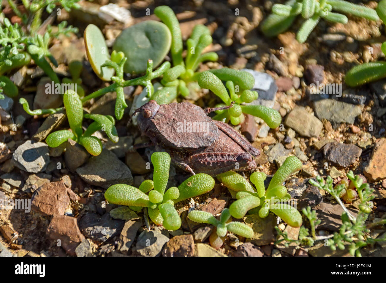 African armoured ground cricket hi-res stock photography and images - Alamy