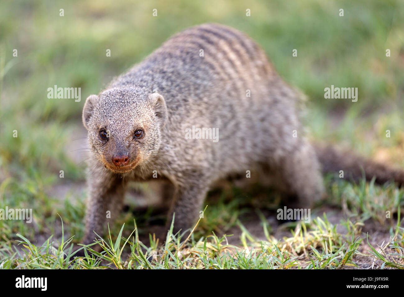 Mongoose standing by grass hi-res stock photography and images - Alamy