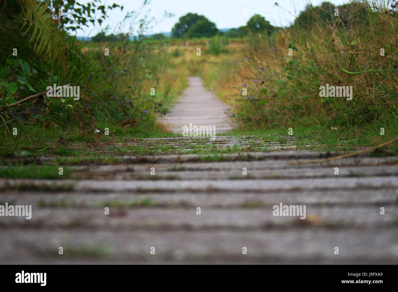 Wooden, mossy bridge across a bog in heathlands Stock Photo - Alamy