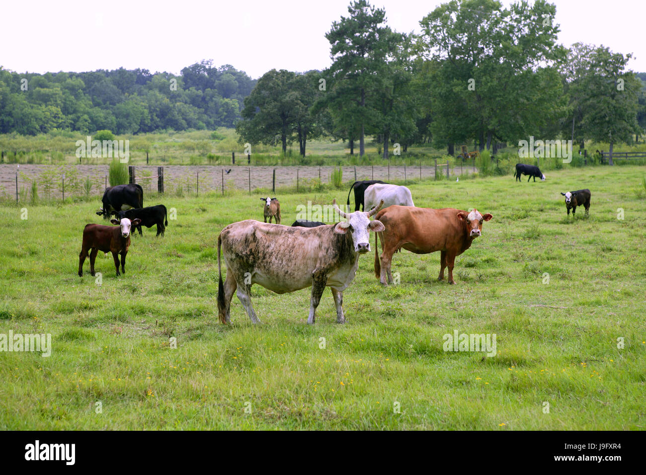 environment, enviroment, tree, trees, american, animal, mammal, animals ...