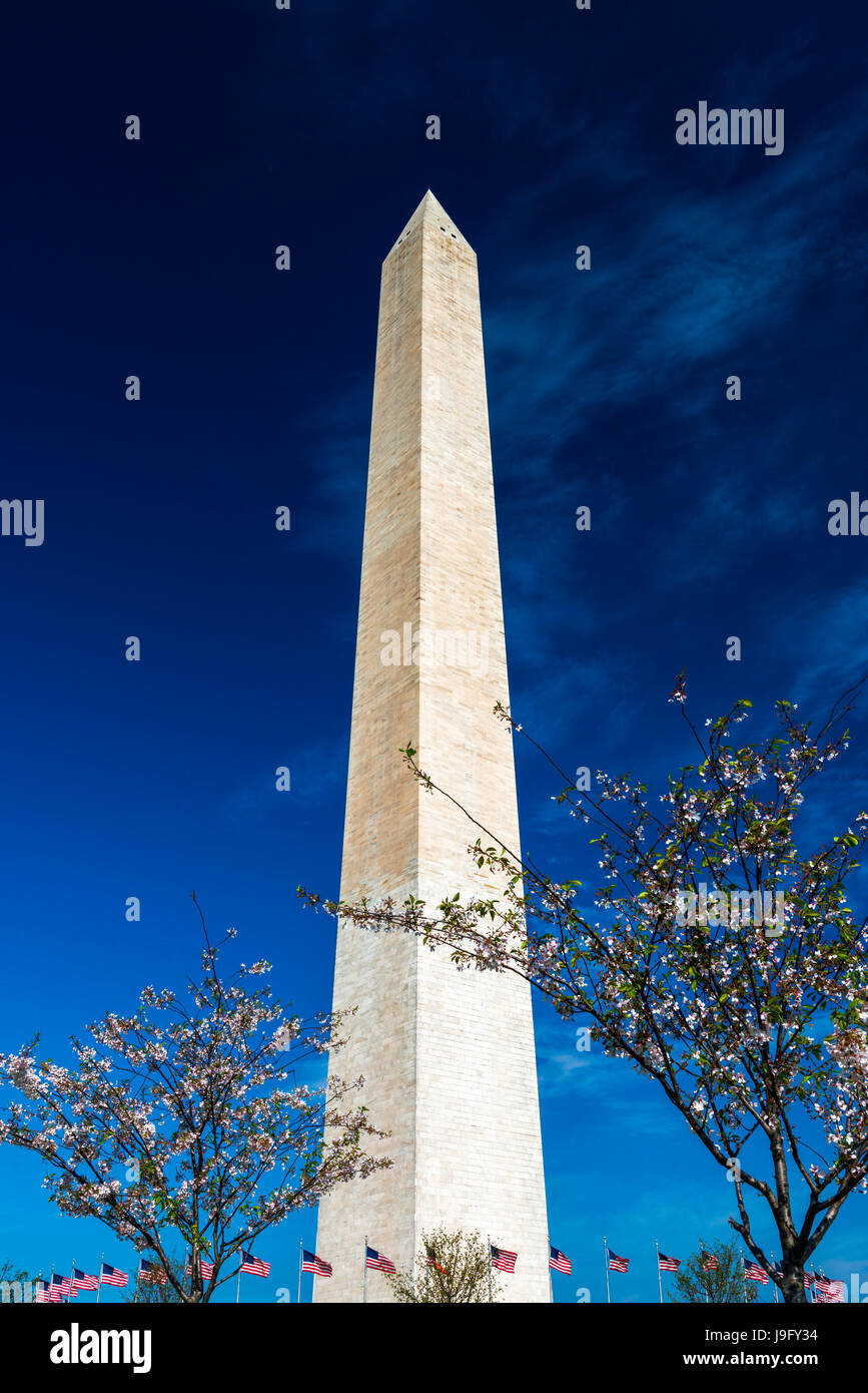 Prunus obelisk hi-res stock photography and images - Alamy