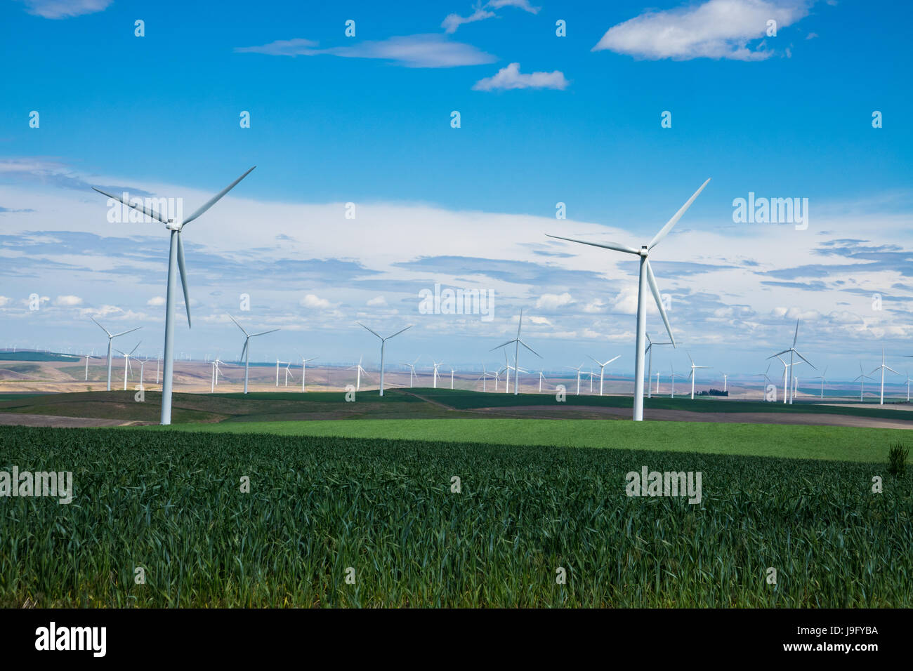 Wind turbines rising above wheat fields in Eastern Oregon Stock Photo ...
