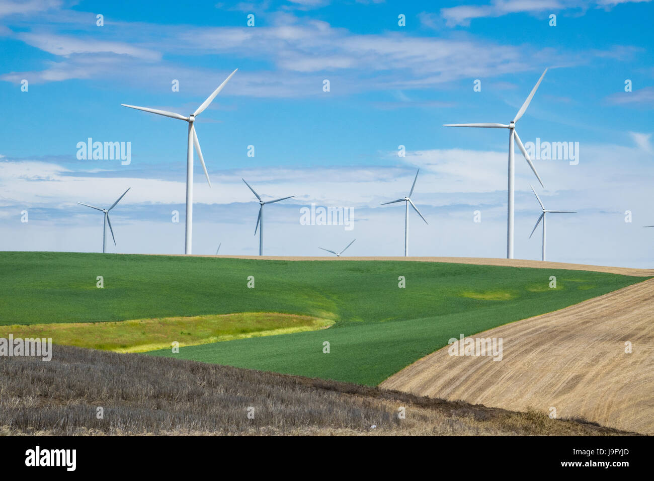 Wind turbines rising above wheat fields in Eastern Oregon Stock Photo ...