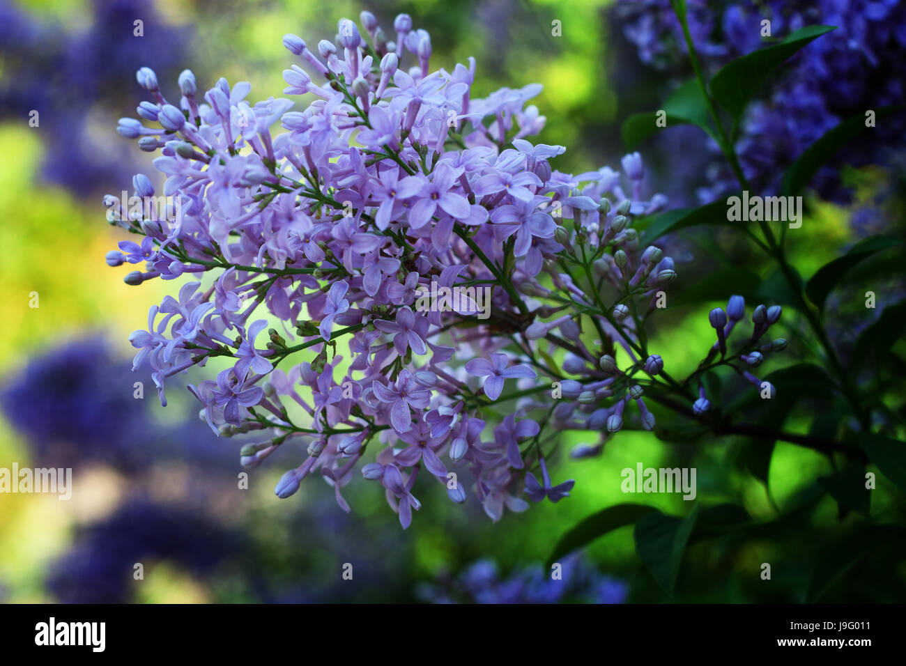 A branch of a blossoming lilac. Spring flowers Stock Photo - Alamy