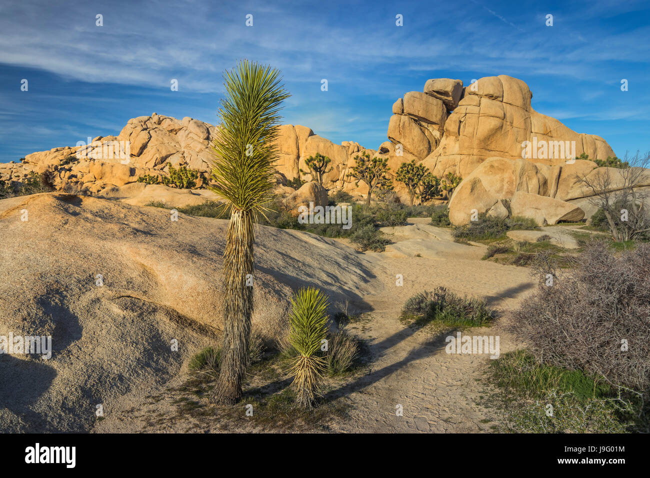 Jumbo tree hi-res stock photography and images - Alamy