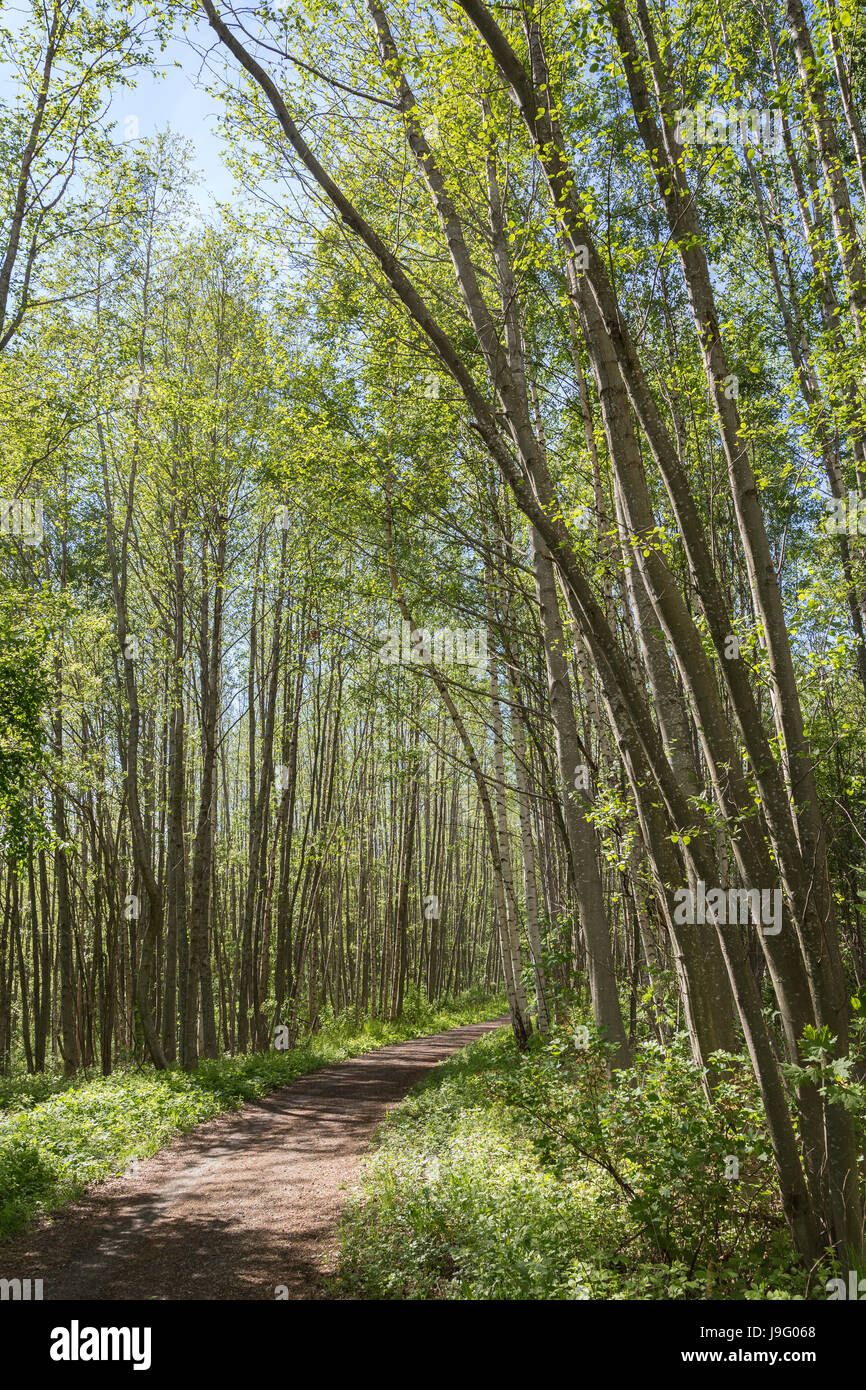Verdant pathway hi-res stock photography and images - Alamy