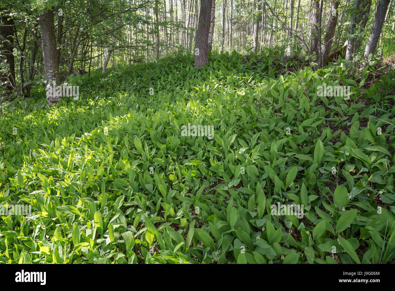 Ground full of Lily of the valley flowers (Convallaria majalis) in a ...