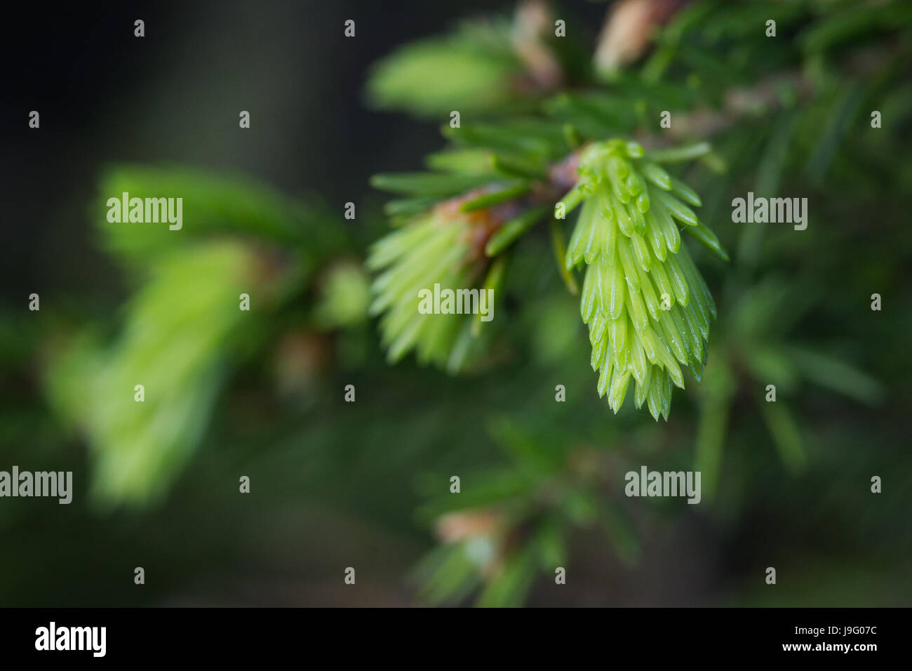 Young spruce forest hi-res stock photography and images - Alamy
