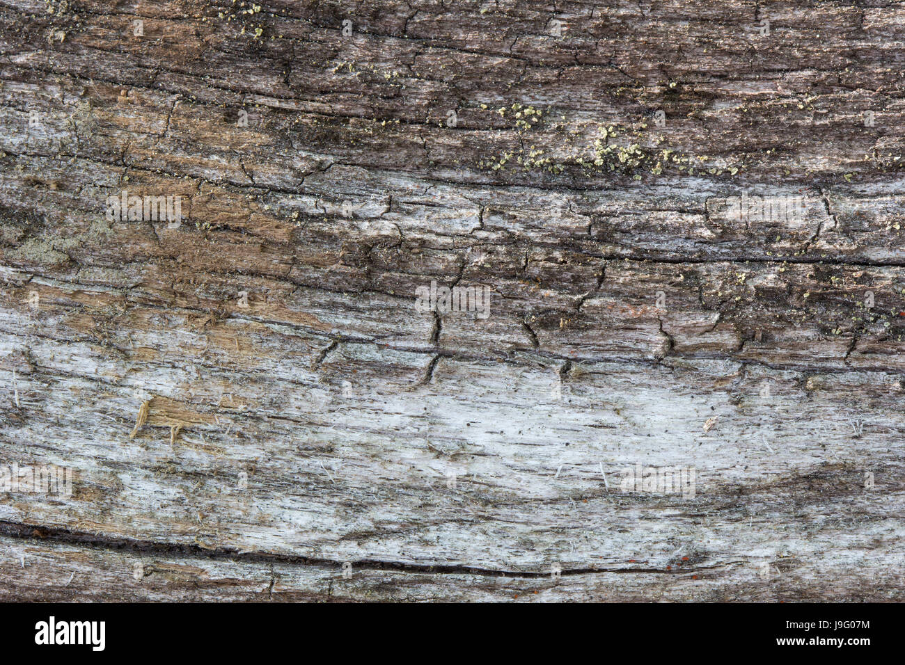 Close-up of an old gray tree trunk texture background Stock Photo - Alamy