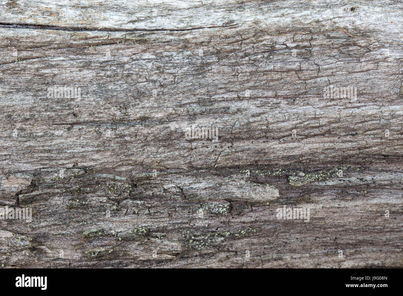 Close-up of an old gray tree trunk texture background Stock Photo - Alamy