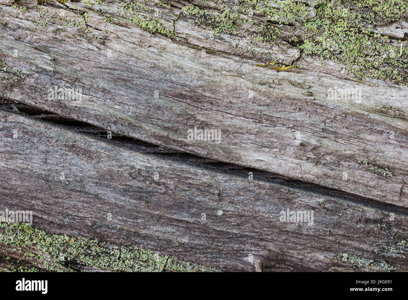 Close-up of an old gray tree trunk with moss texture background Stock ...