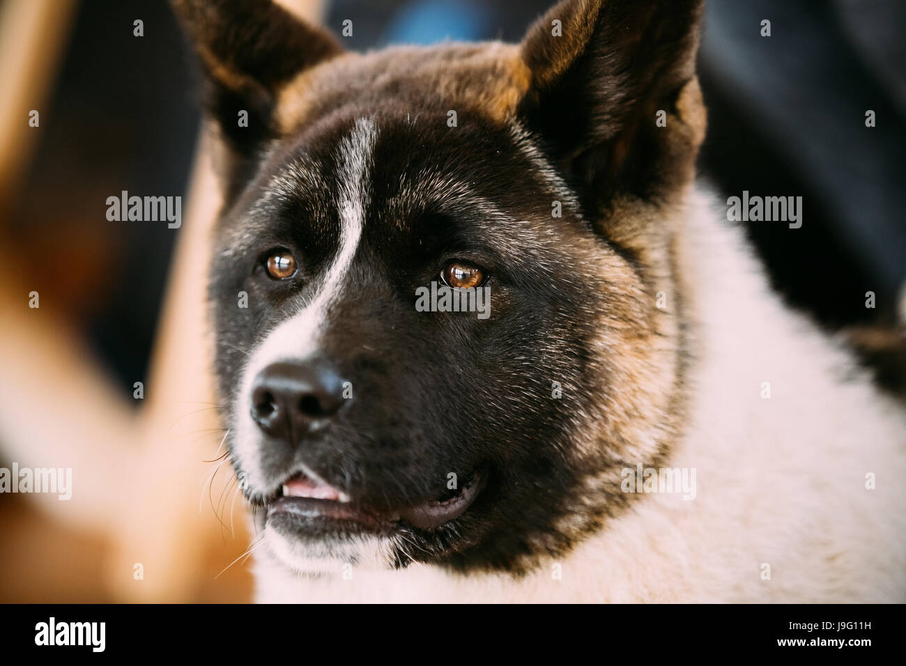 Black akita hi-res stock photography and images - Alamy