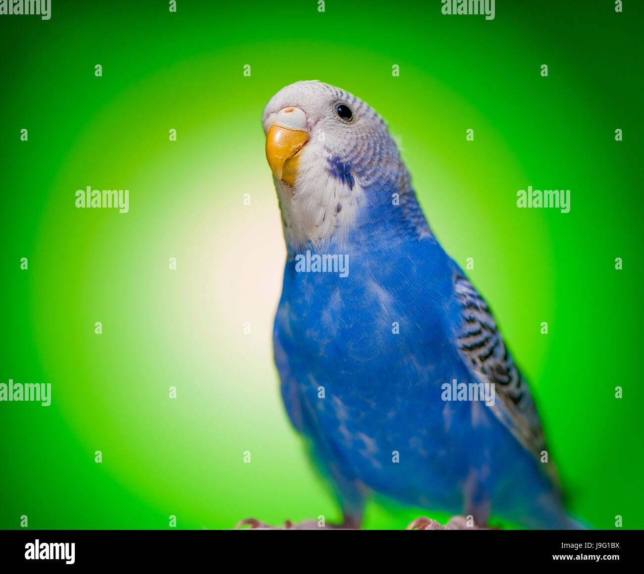 one blue parrot budgies.bird on the green background Stock Photo - Alamy