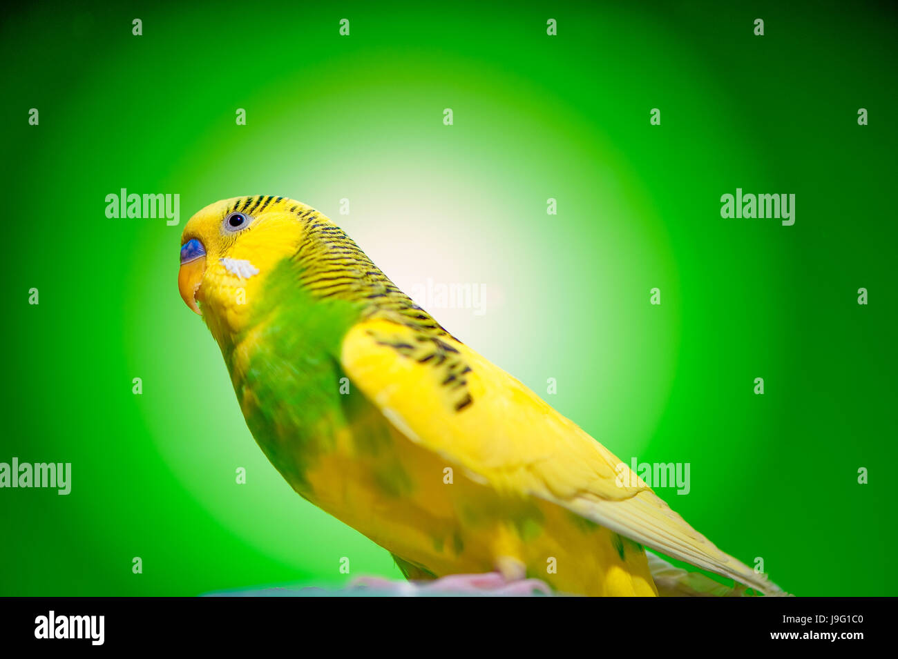 one yellow parrot budgies.bird on the green background Stock Photo - Alamy