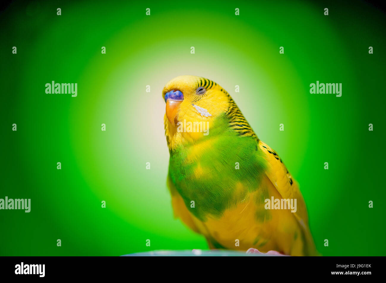 one yellow parrot budgies.bird on the green background Stock Photo - Alamy