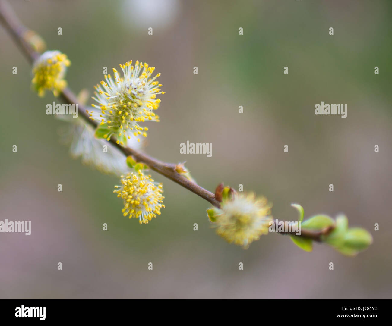 Male flowering catkin hi-res stock photography and images - Alamy