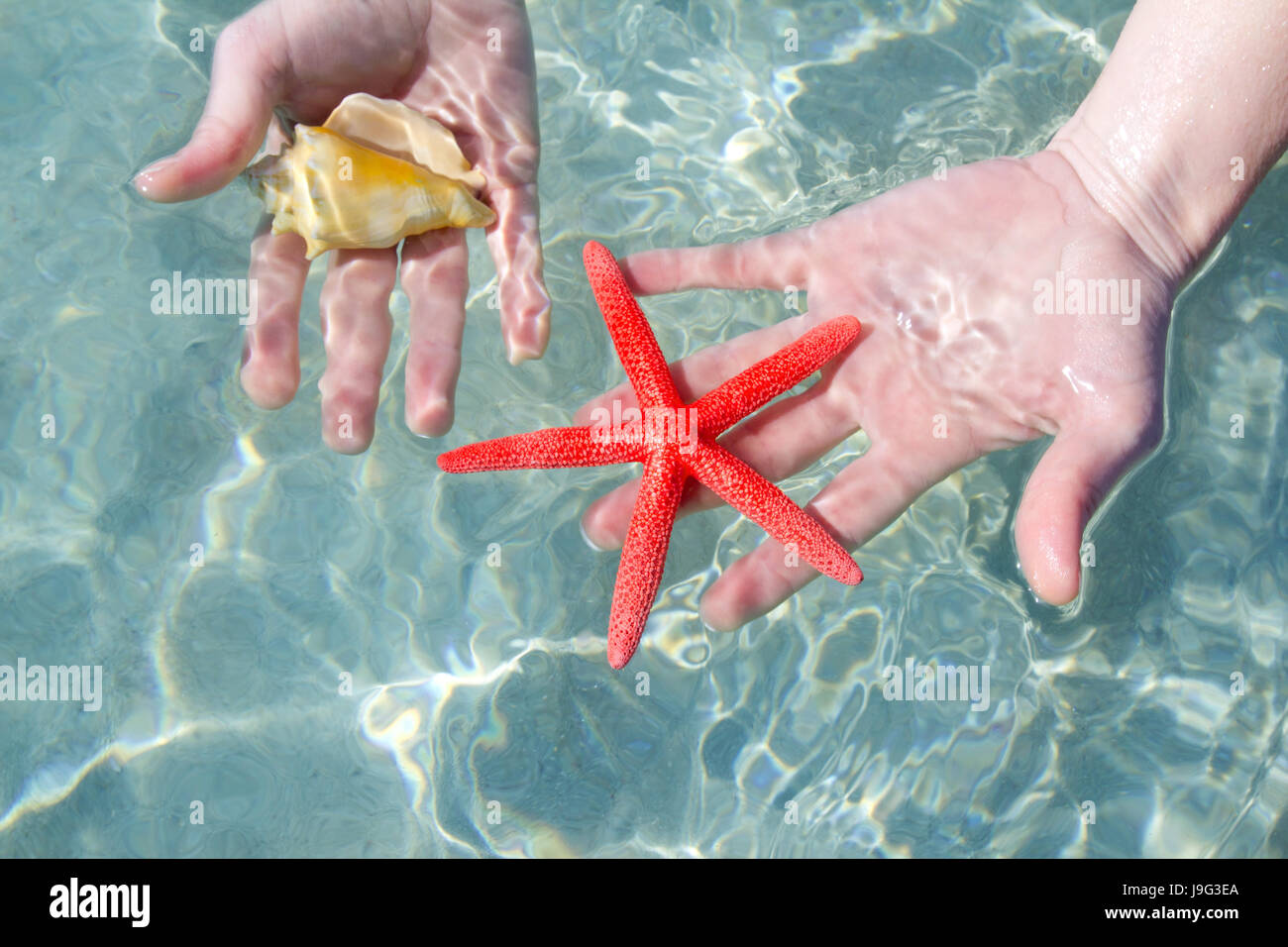Human hands holding starfish hi-res stock photography and images - Alamy