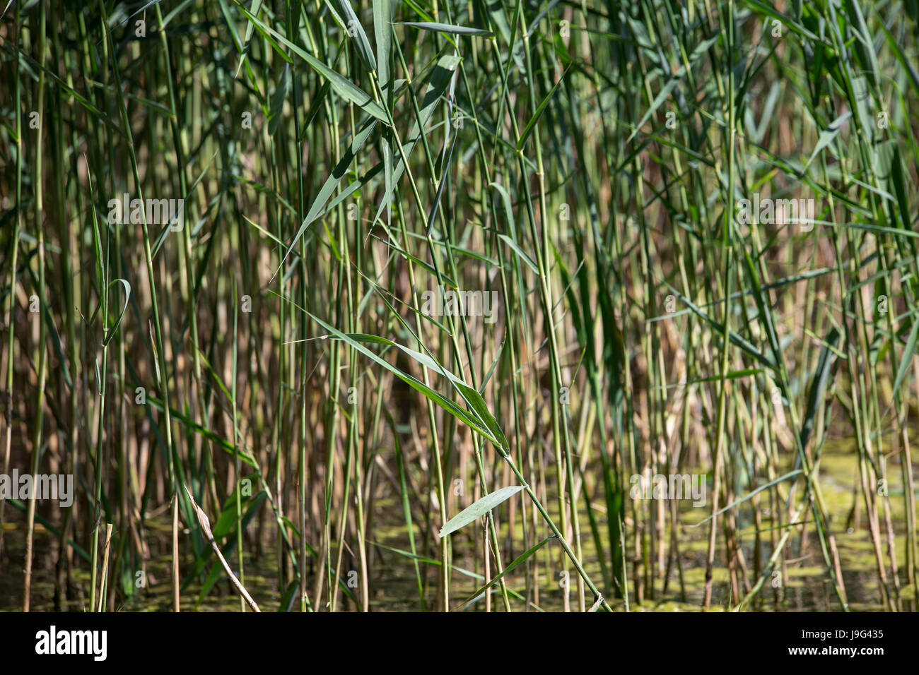 Reed growing in a polish lake. Green background, hiding place for water ...