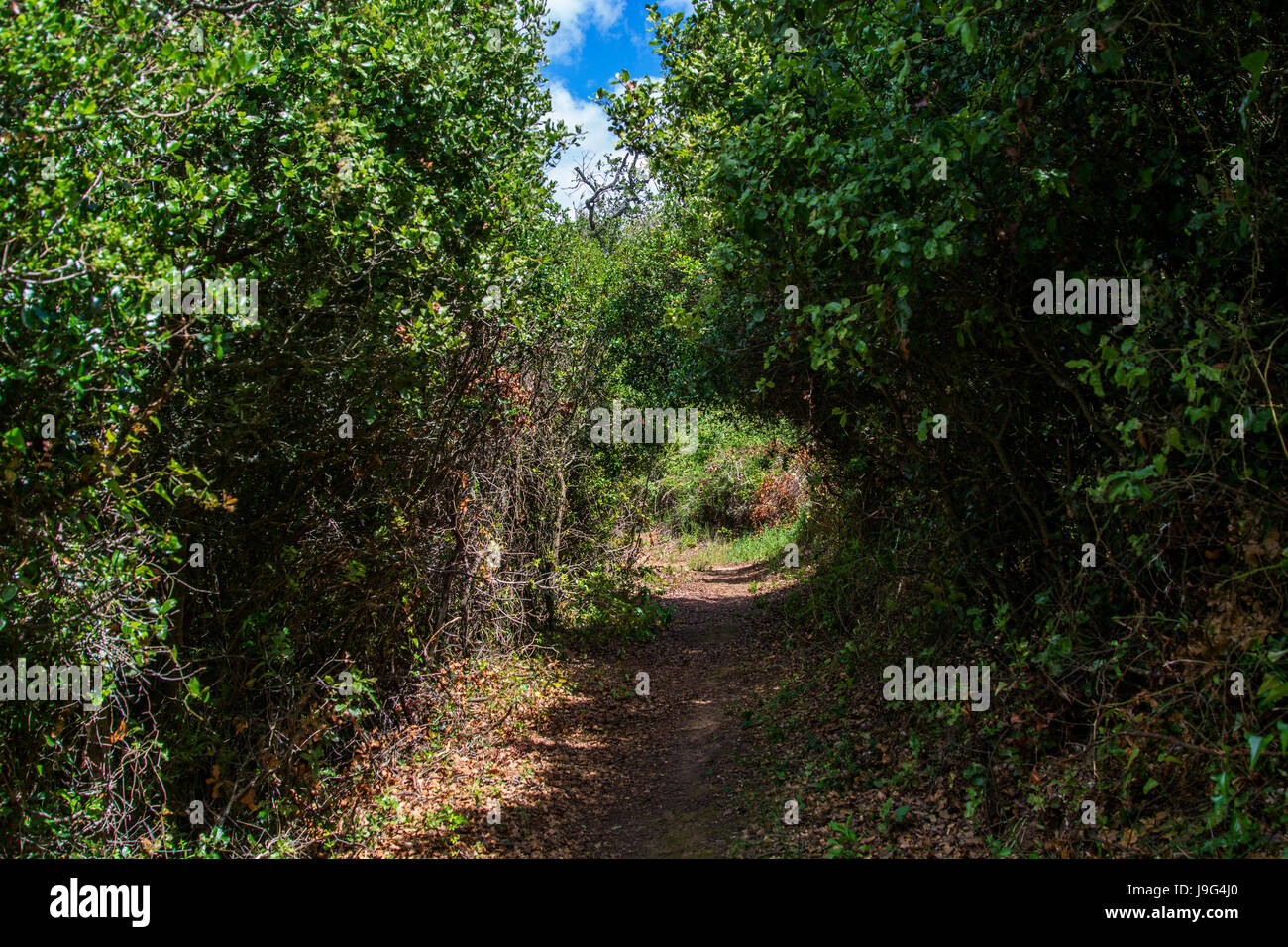 mysterious path in woods forest path with trees making a round shape ...
