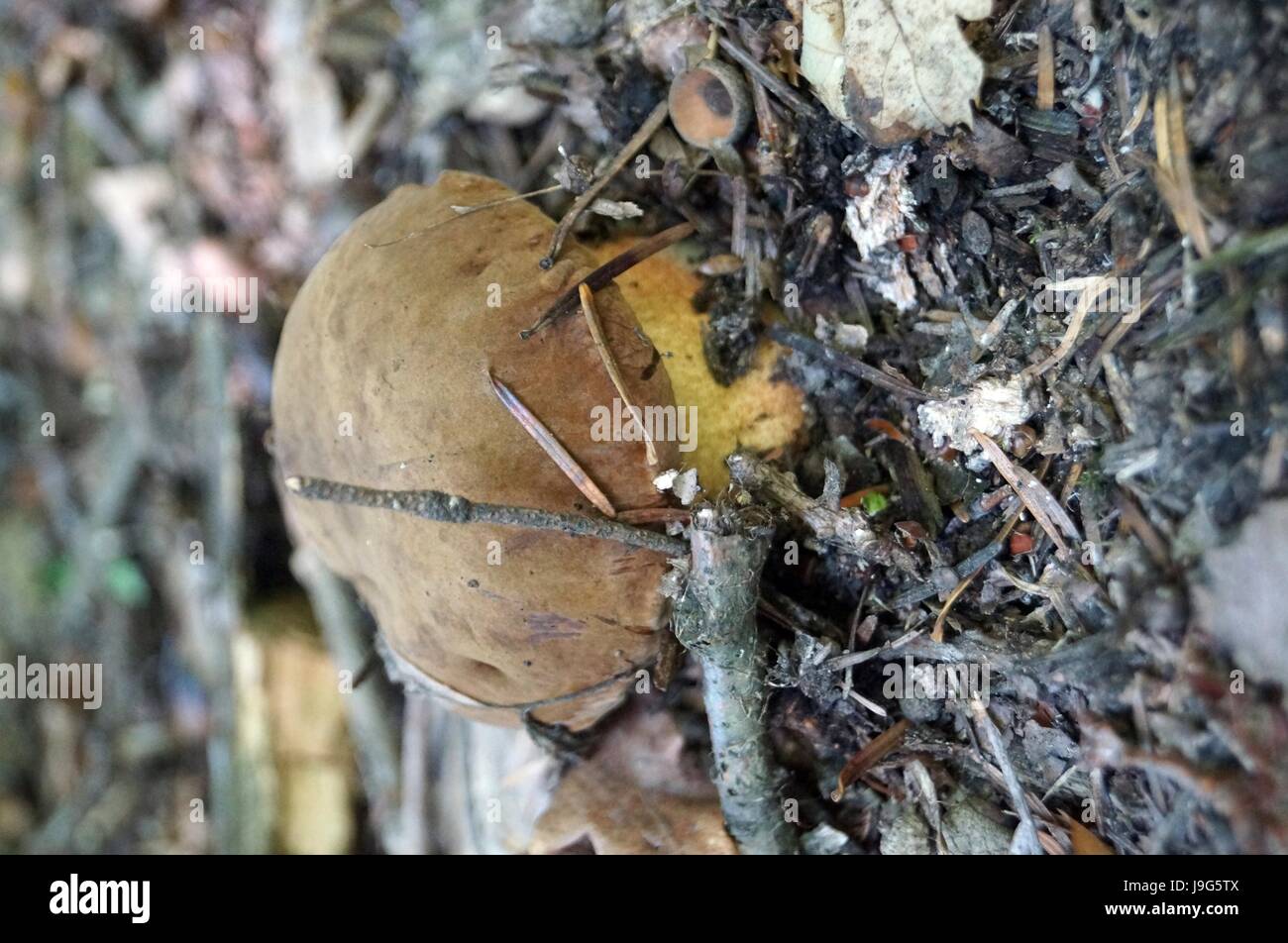 Mushroom Boletus larydus with a brown cap and yellow stem grows in the ...