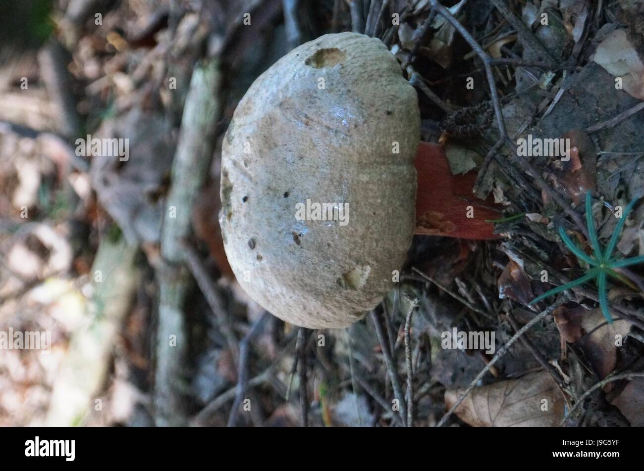 Rubroboletus satanas hi-res stock photography and images - Alamy