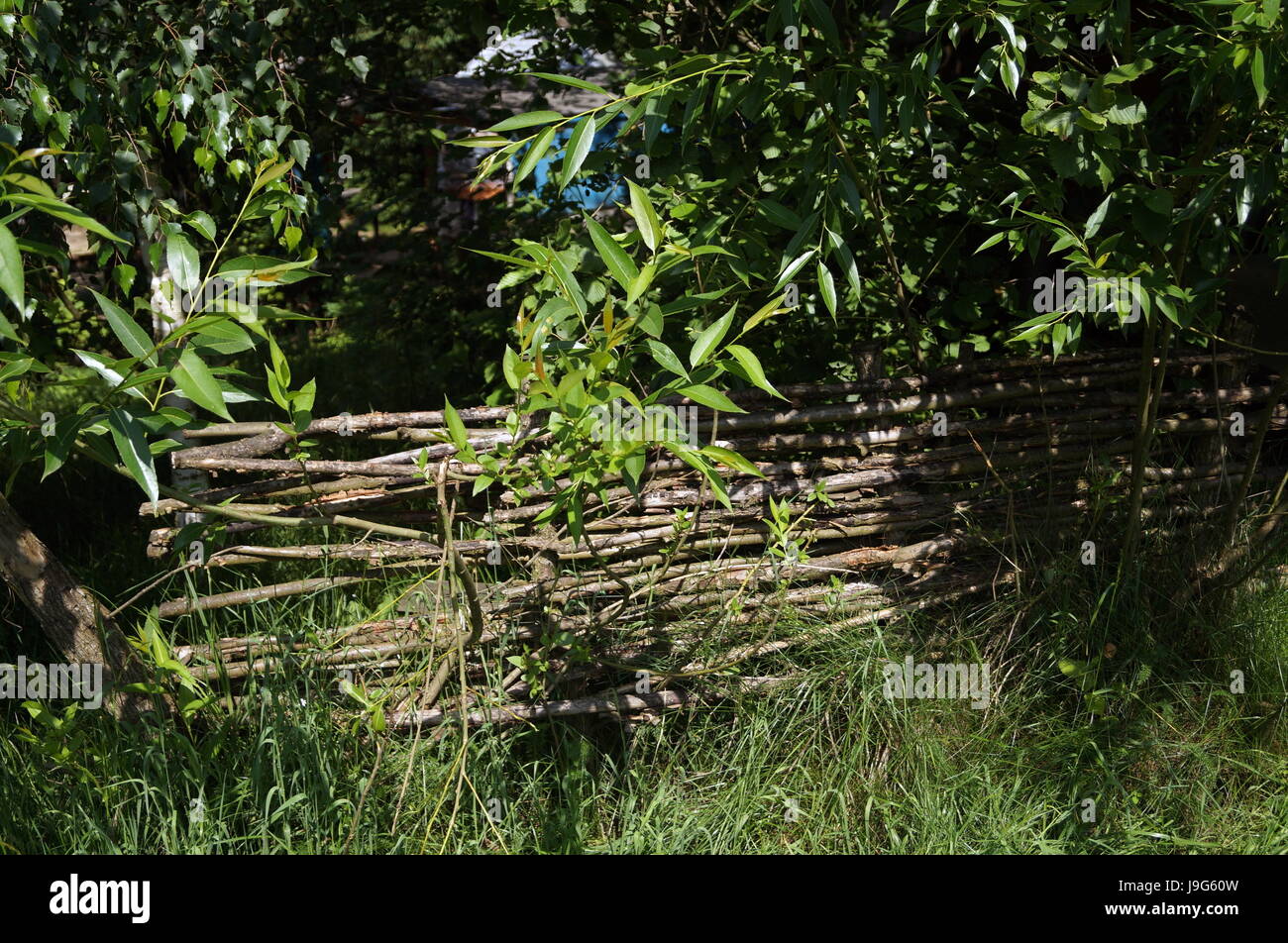 Wooden wicker fence under the branches of a green tree on the grass on ...