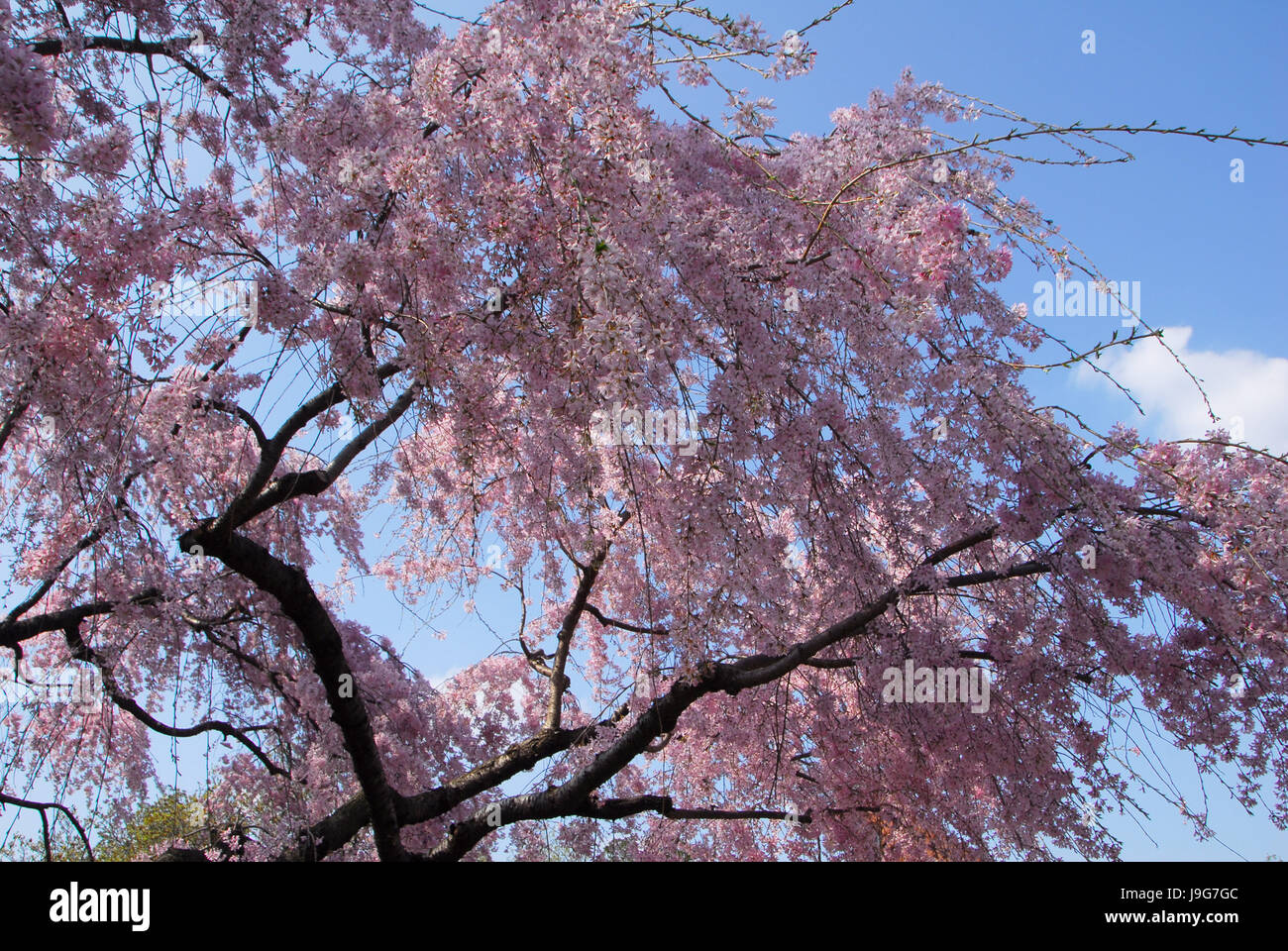 blue, tree, park, garden, flower, plant, bloom, blossom, flourish ...