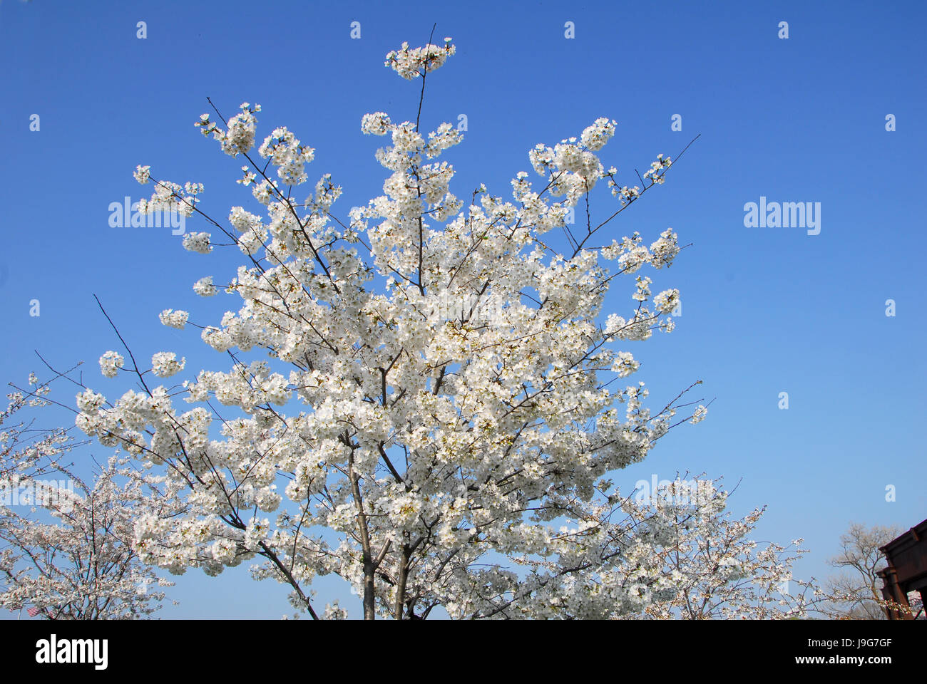 blue, tree, park, garden, flower, plant, bloom, blossom, flourish ...