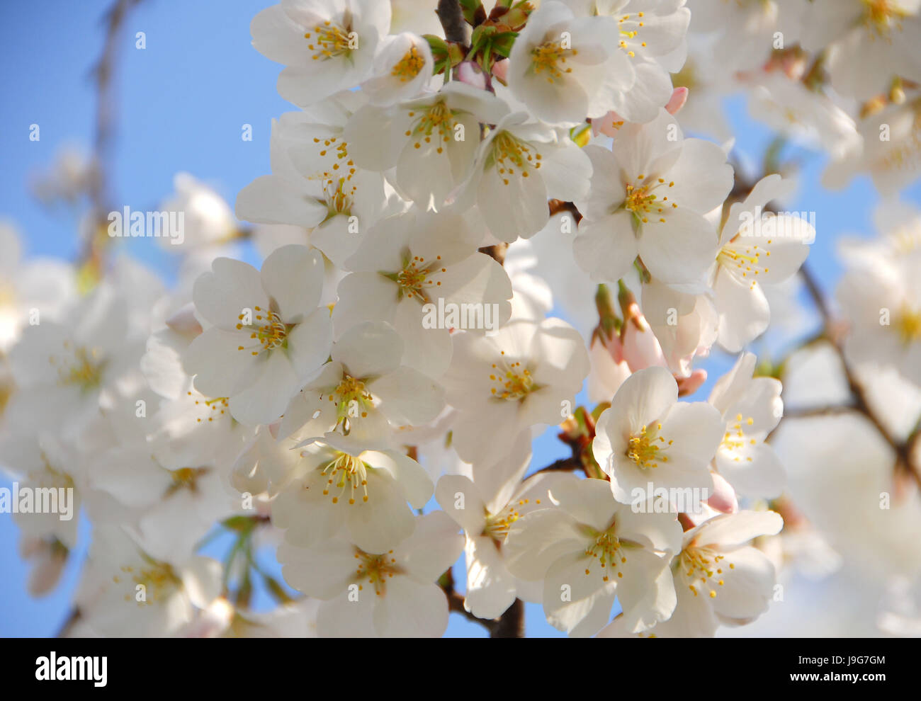 blue, tree, park, garden, flower, plant, bloom, blossom, flourish ...