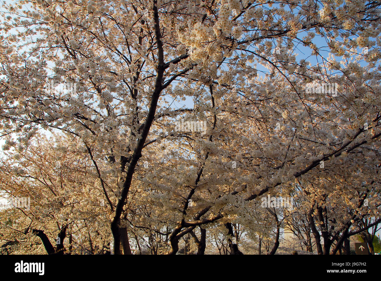 blue, tree, park, garden, flower, plant, bloom, blossom, flourish ...