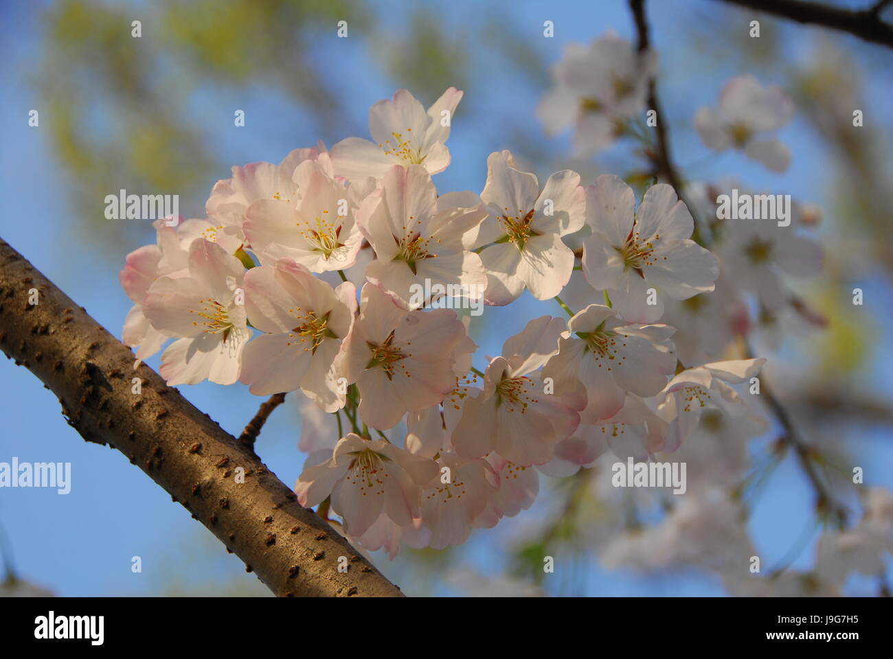 blue, tree, park, garden, flower, plant, bloom, blossom, flourish ...