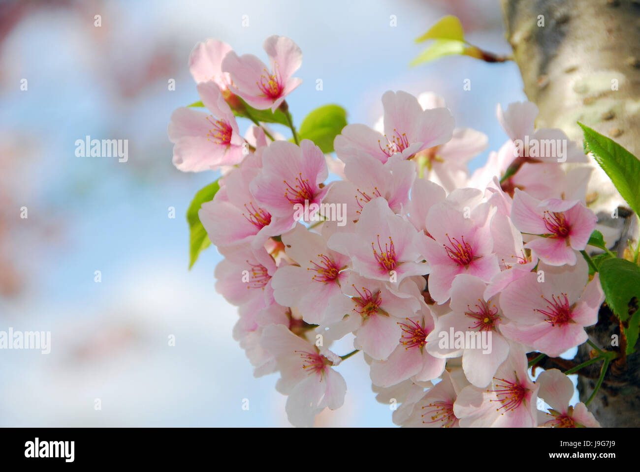 blue, tree, park, garden, flower, plant, bloom, blossom, flourish ...