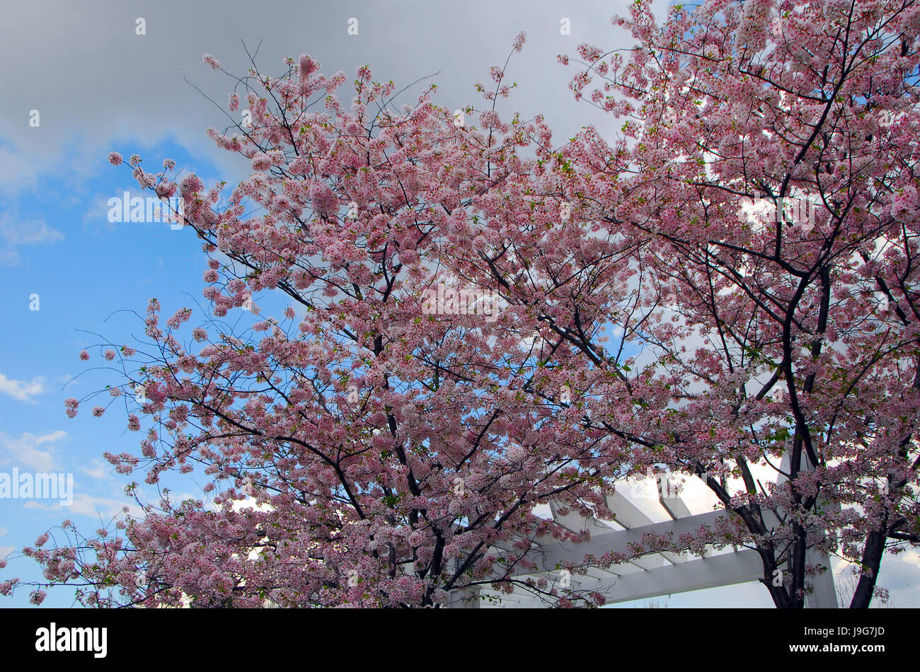 blue, tree, park, garden, flower, plant, bloom, blossom, flourish ...