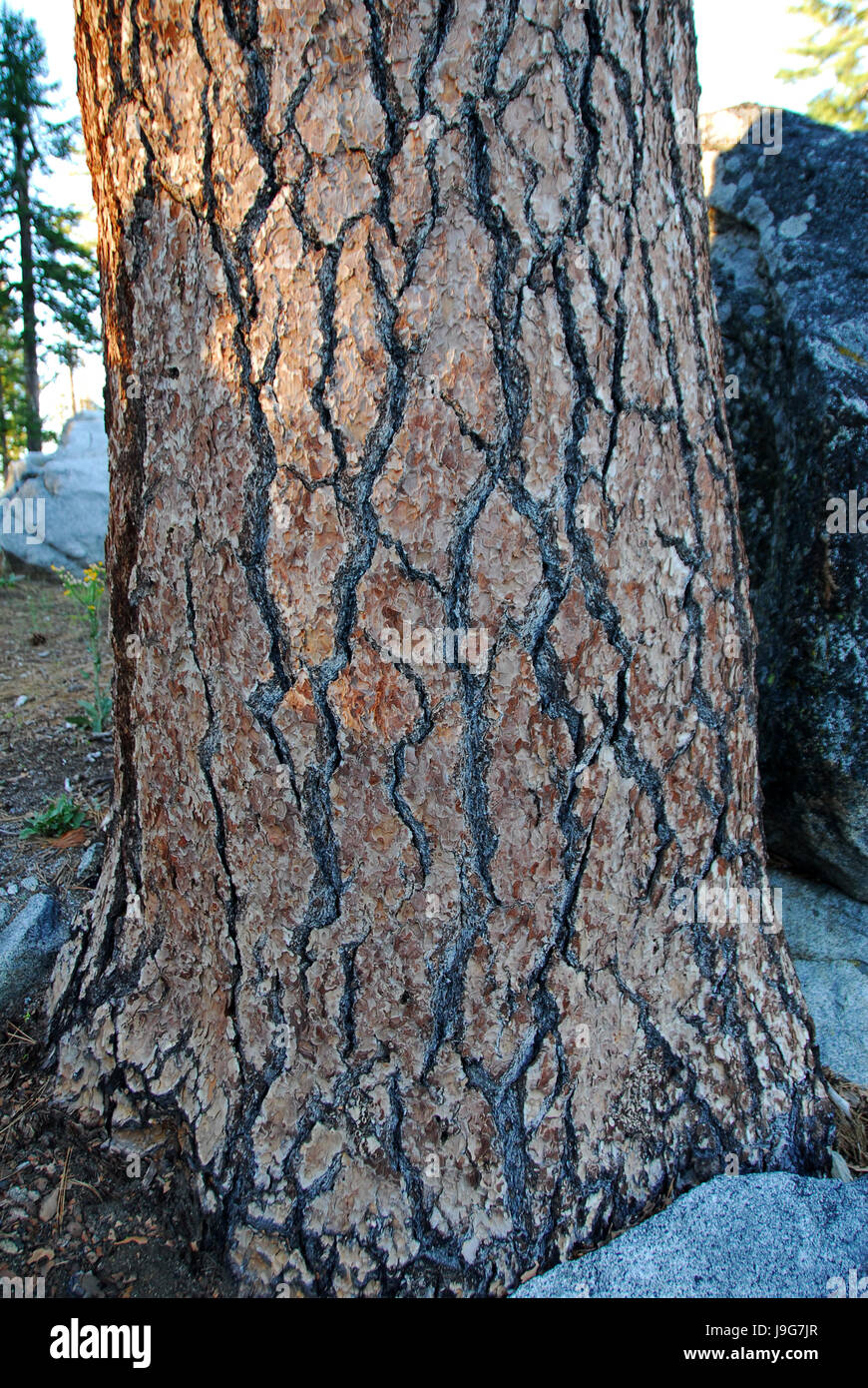 colour, tree, wood, brown, brownish, brunette, trunk, pine, woods ...