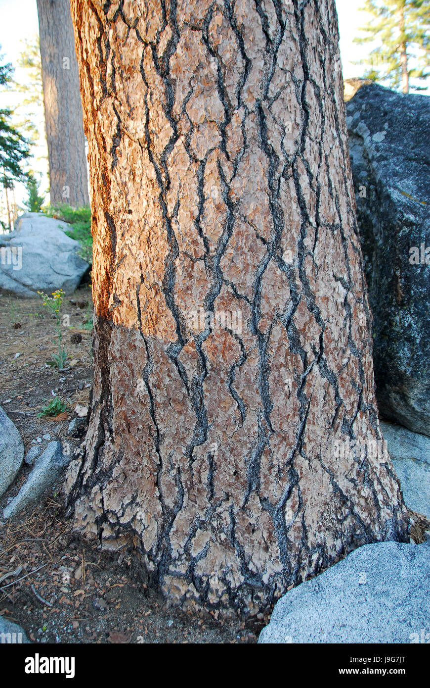 colour, tree, wood, brown, brownish, brunette, trunk, pine, woods ...