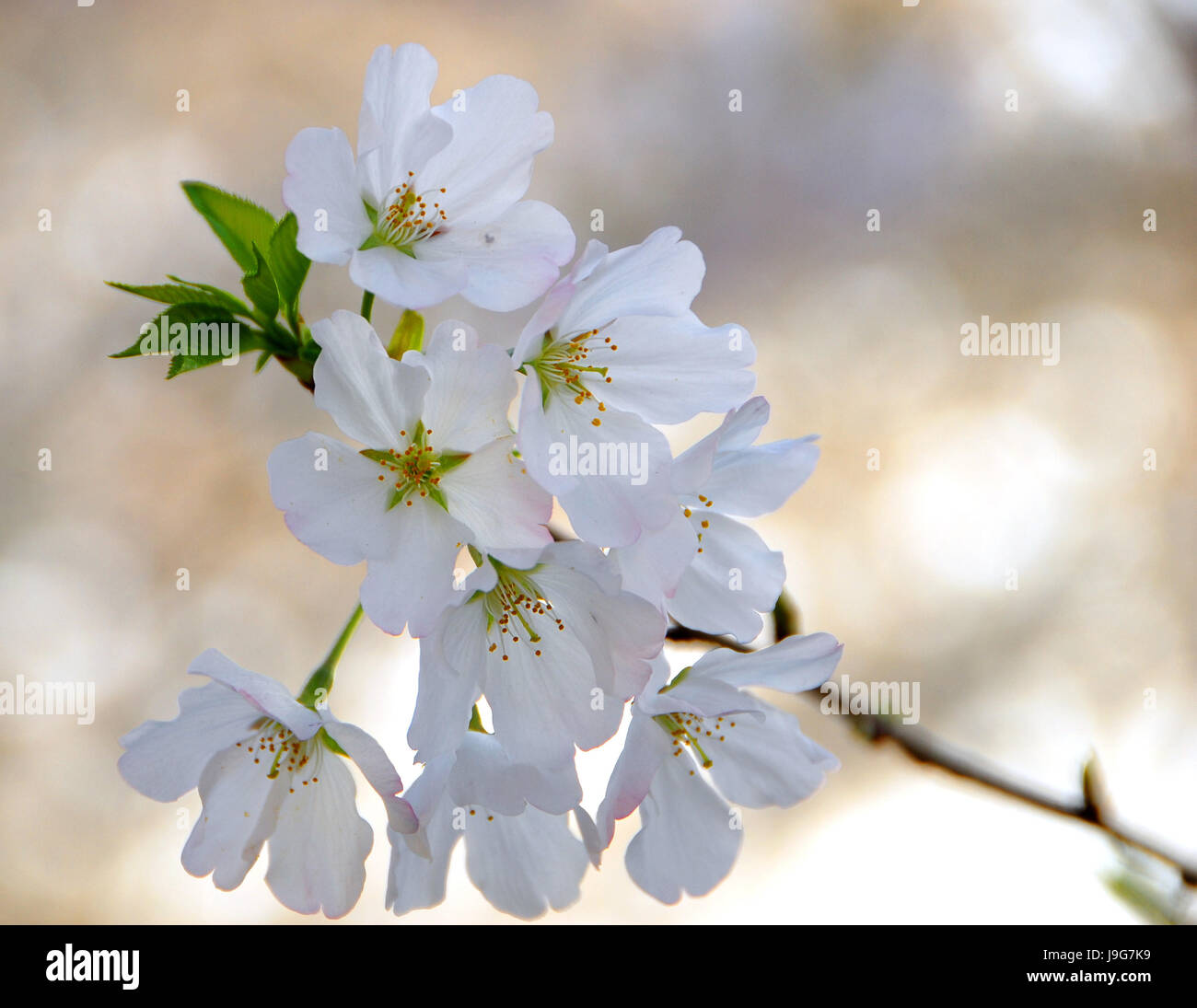 blue, tree, park, garden, flower, plant, bloom, blossom, flourish ...