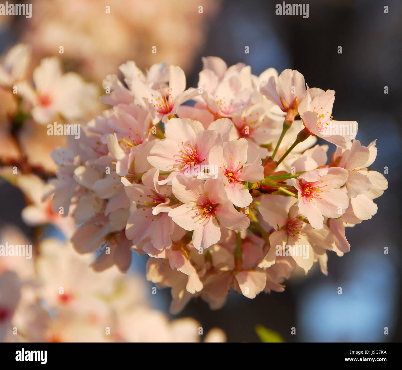 blue, tree, park, garden, flower, plant, bloom, blossom, flourish ...