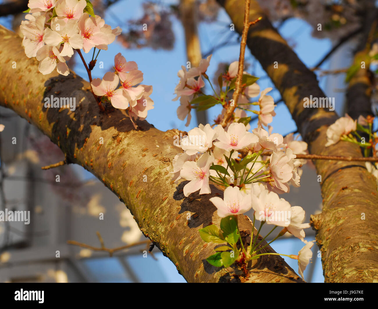 blue, tree, park, garden, flower, plant, bloom, blossom, flourish ...