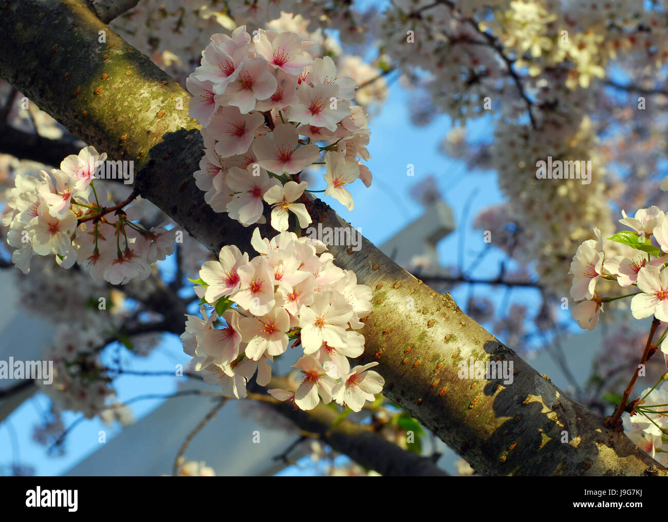 blue, tree, park, garden, flower, plant, bloom, blossom, flourish ...