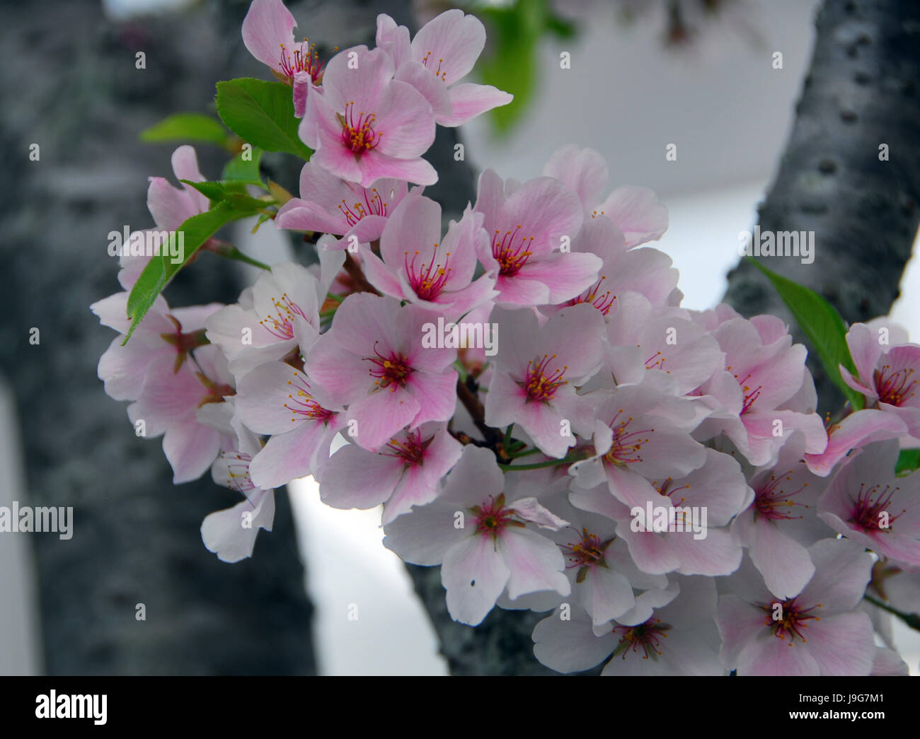 blue, tree, park, garden, flower, plant, bloom, blossom, flourish ...