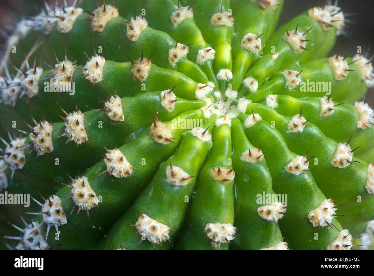 colour, closeup, garden, desert, wasteland, wise, attentive, alert, friendly Stock Photo - Alamy