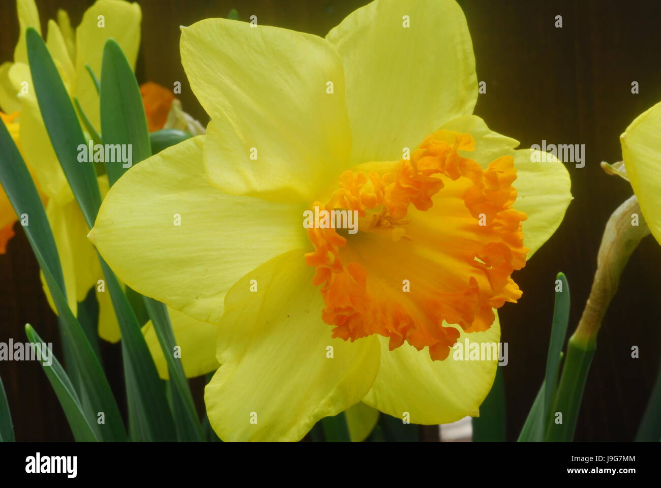 garden, flower, plant, bloom, blossom, flourish, flourishing, flora ...