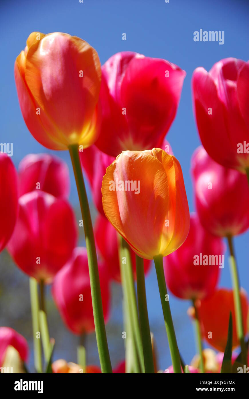 garden, flower, plant, bloom, blossom, flourish, flourishing, flora ...