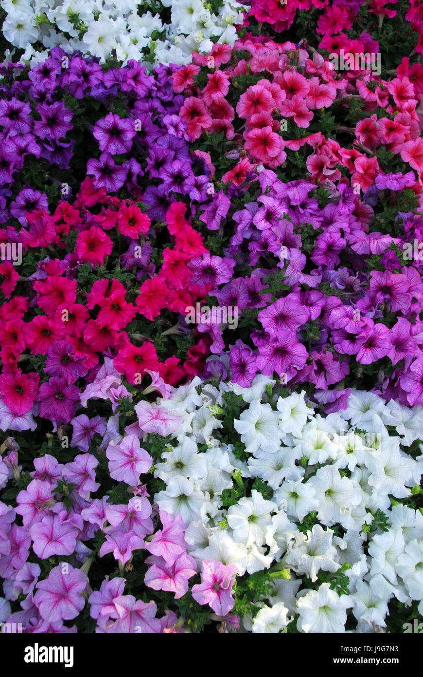 garden, flower, plant, bloom, blossom, flourish, flourishing, flora ...