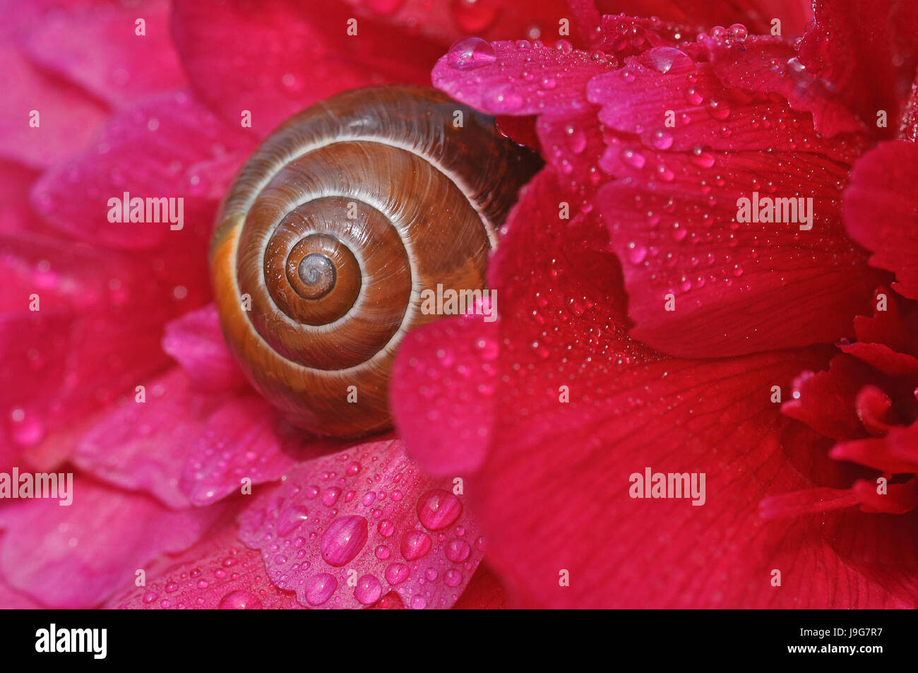 peony, flower, rose, plant, snail, snail shell, crawler, water, rain ...