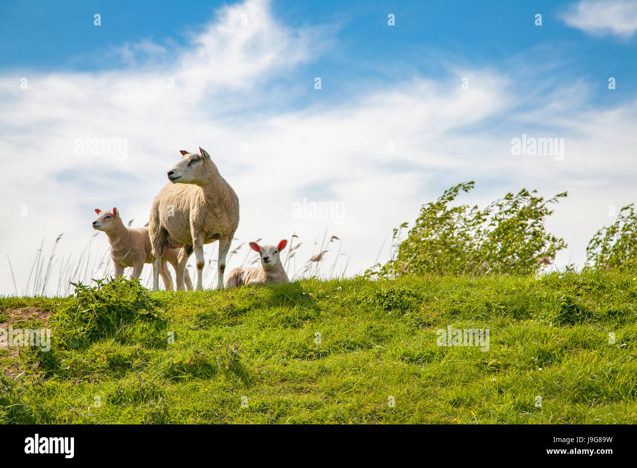 sheep pasture countryside scenery Netherlands Hiking Landscape Stock ...