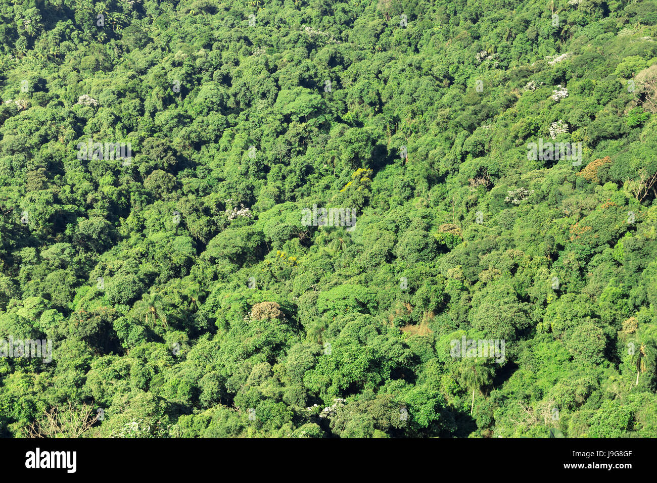Wide tropical forest. Treetops cover the ground Stock Photo - Alamy